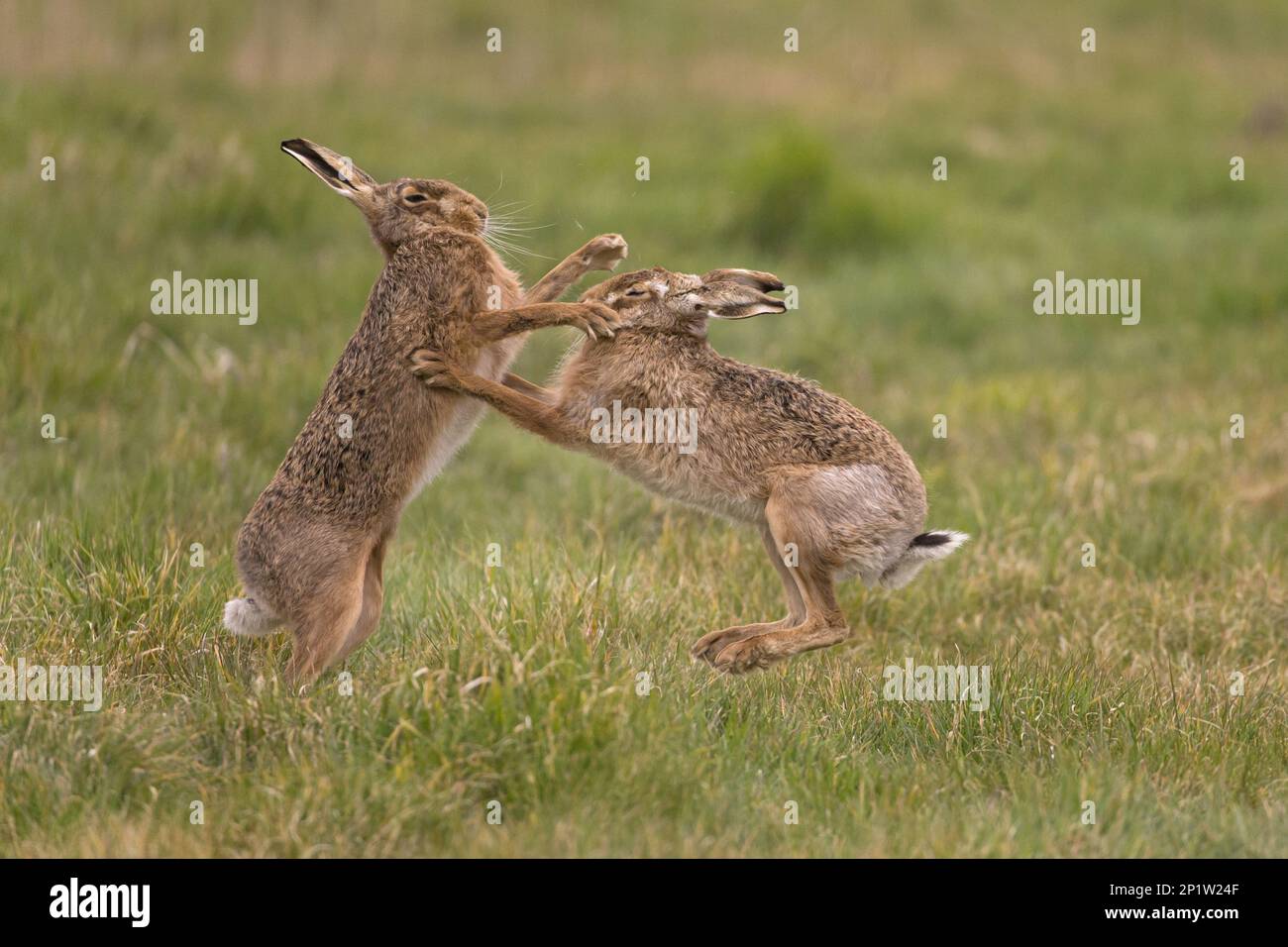 European Hare (Lepus europaeus) adult pair, 'boxing', female fighting ...