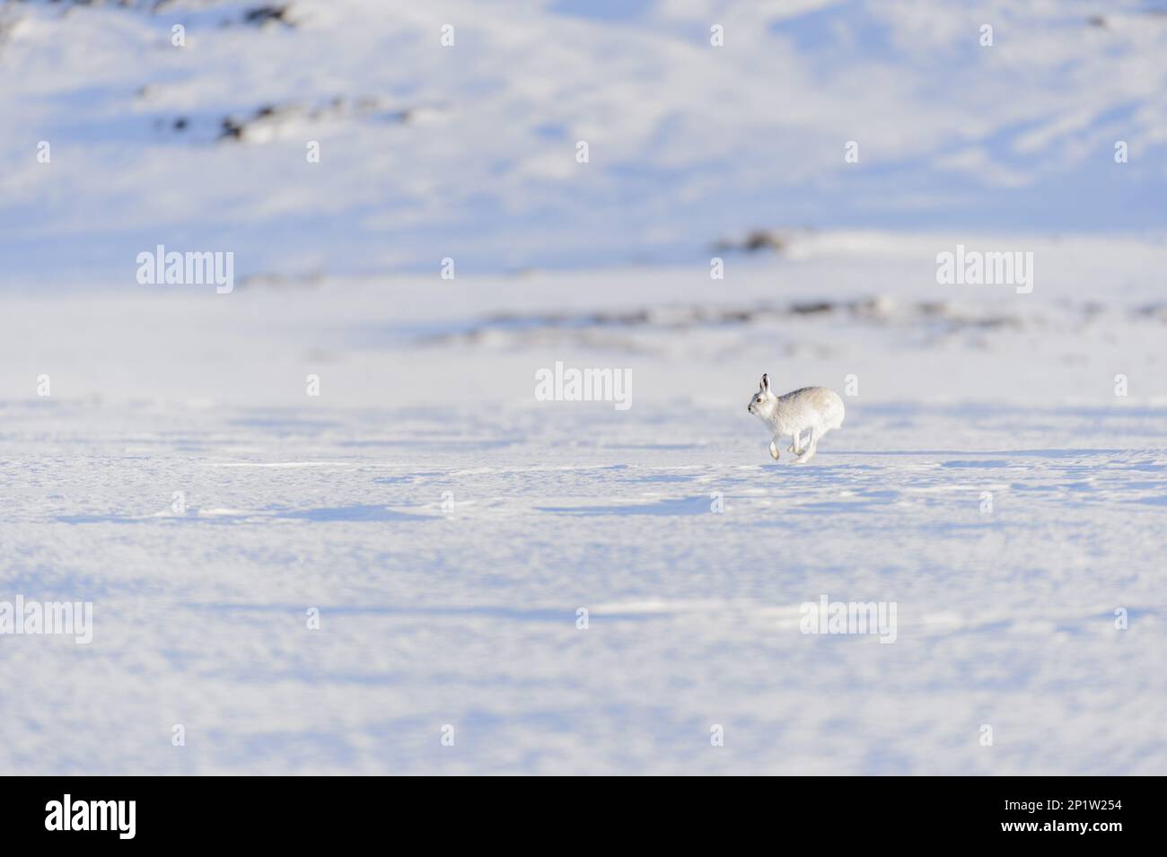 Mountain Hare (Lepus timidus) adult, in winter coat, running on snow ...