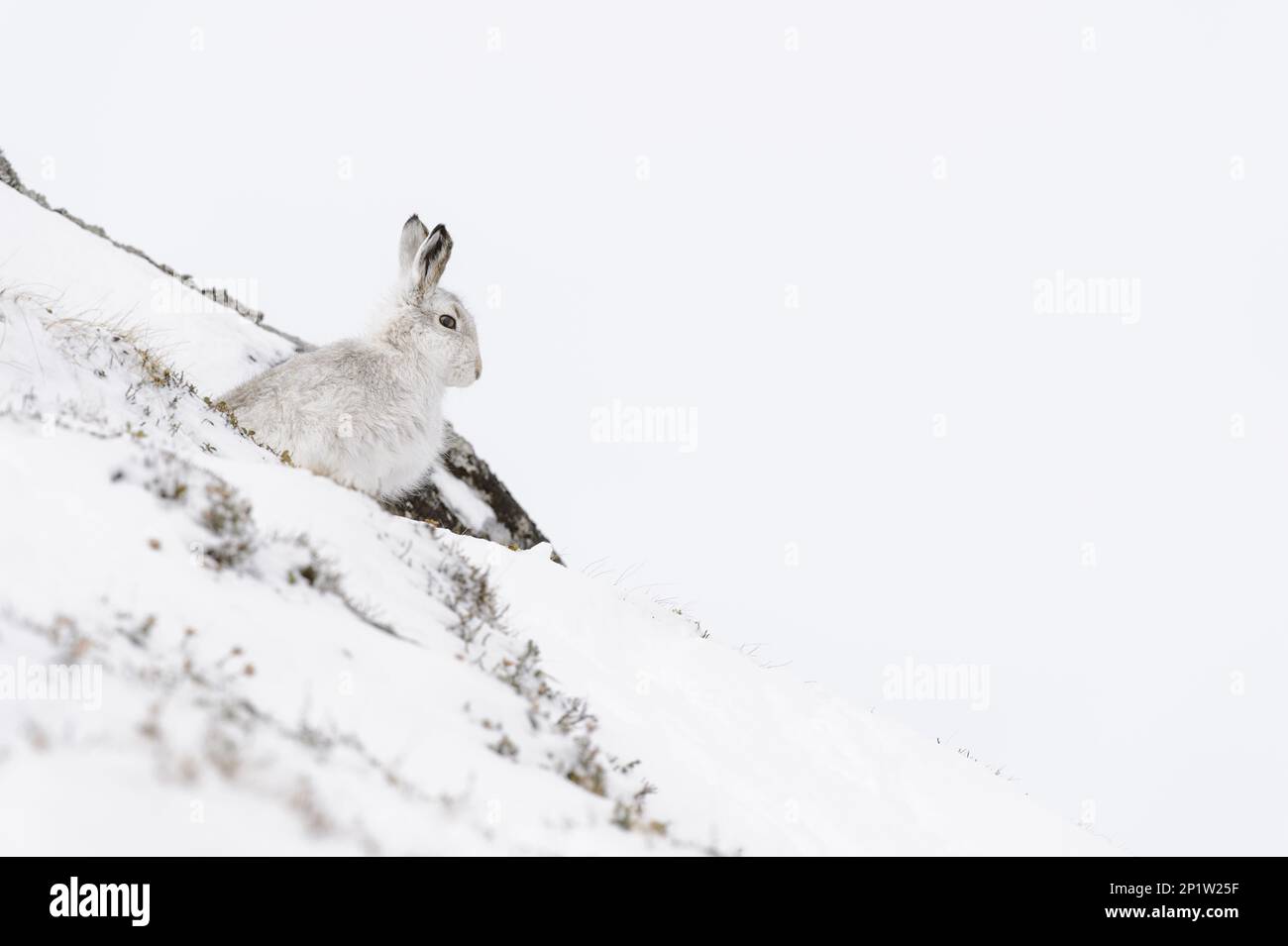 Mountain Hare (Lepus timidus) adult, in winter coat, stretching in form ...
