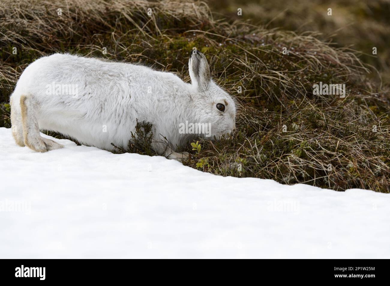 Mountain Hare (Lepus timidus) adult, in winter coat, feeding on heather ...