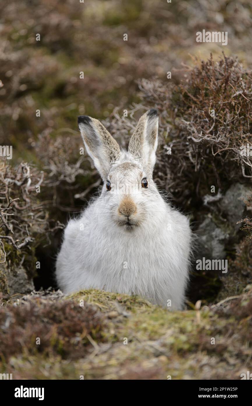 Mountain Hare (Lepus timidus) adult, in winter coat, sitting in form ...