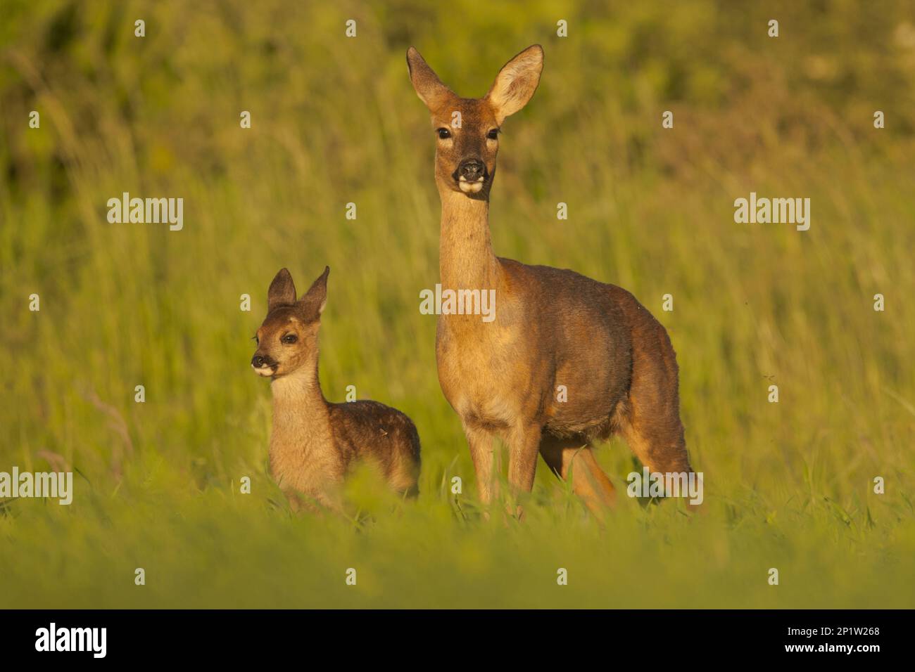 Western Roe Deer (Capreolus capreolus) doe with fawn, standing in field ...