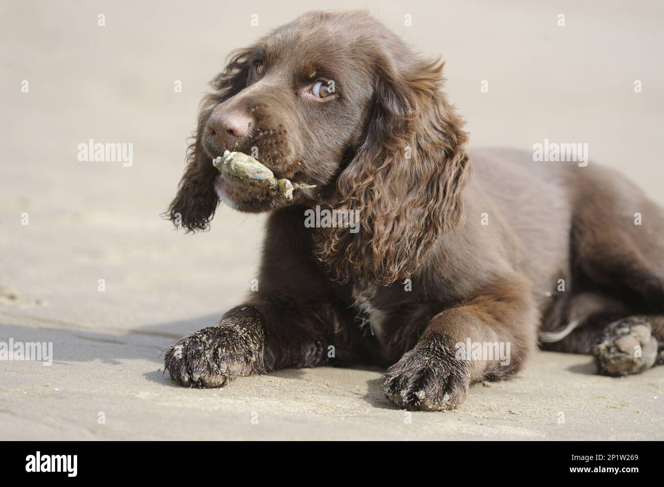 English Cocker Spaniel, English Cocker Spaniel, pedigree dogs ...