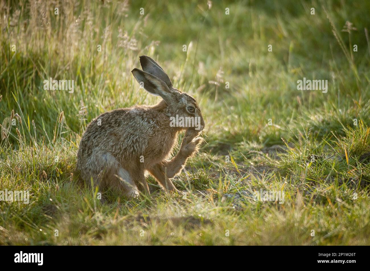 European hare (Lepus europaeus) adult, hind foot grooming, sitting on ...