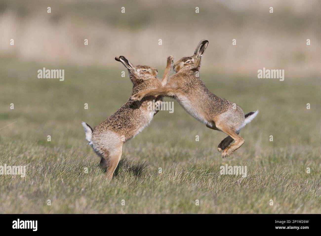European Hare (Lepus europaeus) adult pair, 'boxing', female fighting ...