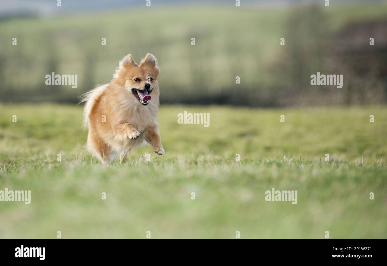 Standard German Spitz