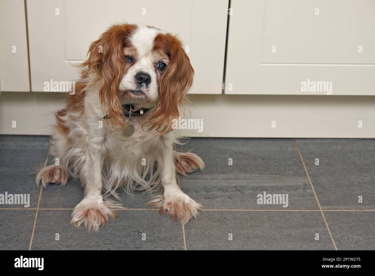 Domestic dog, Cavalier King Charles Spaniel, older adult, with ...