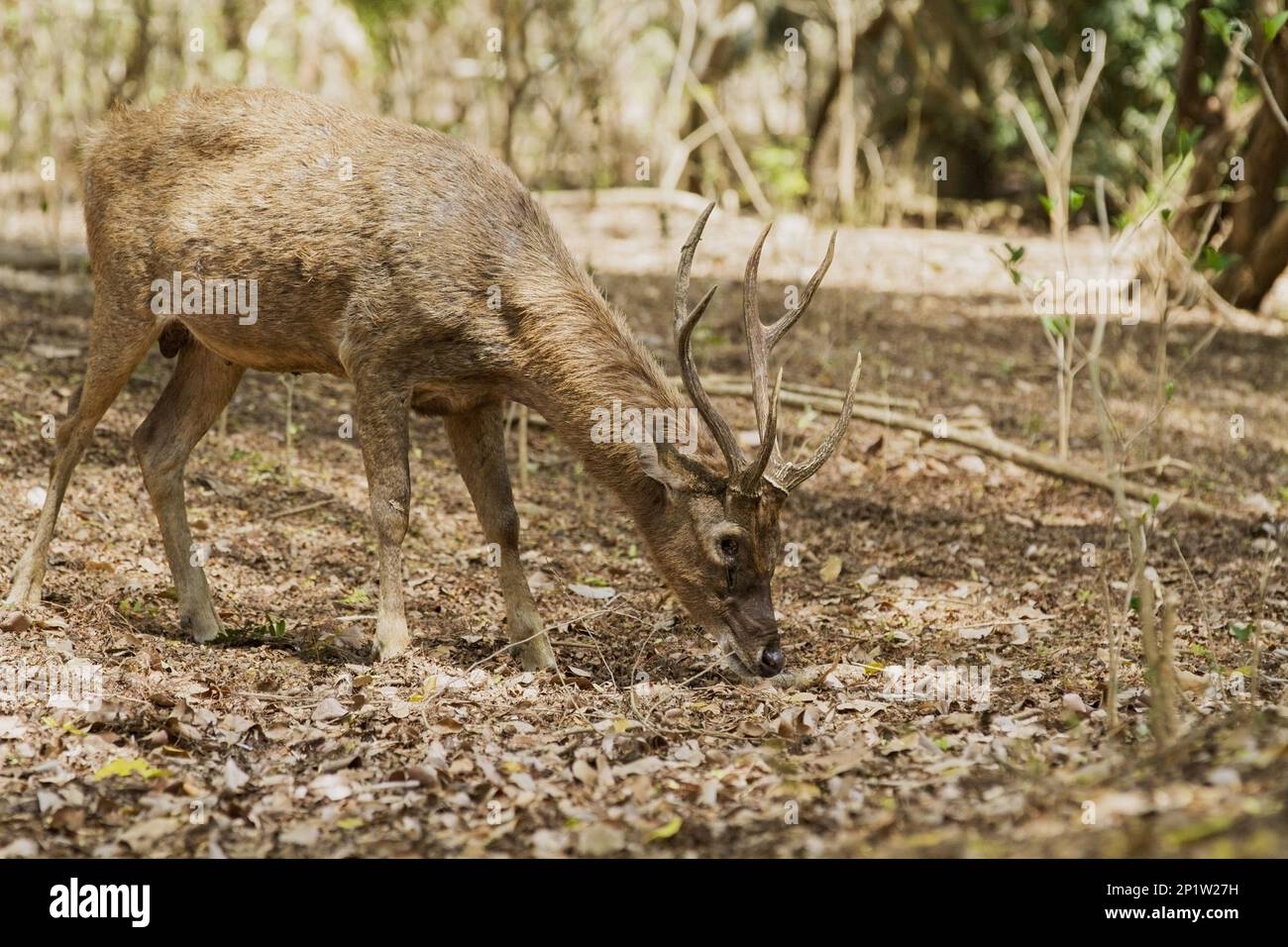 Flores Rusa (Rusa timorensis floresiensis) adult male, feeding in ...