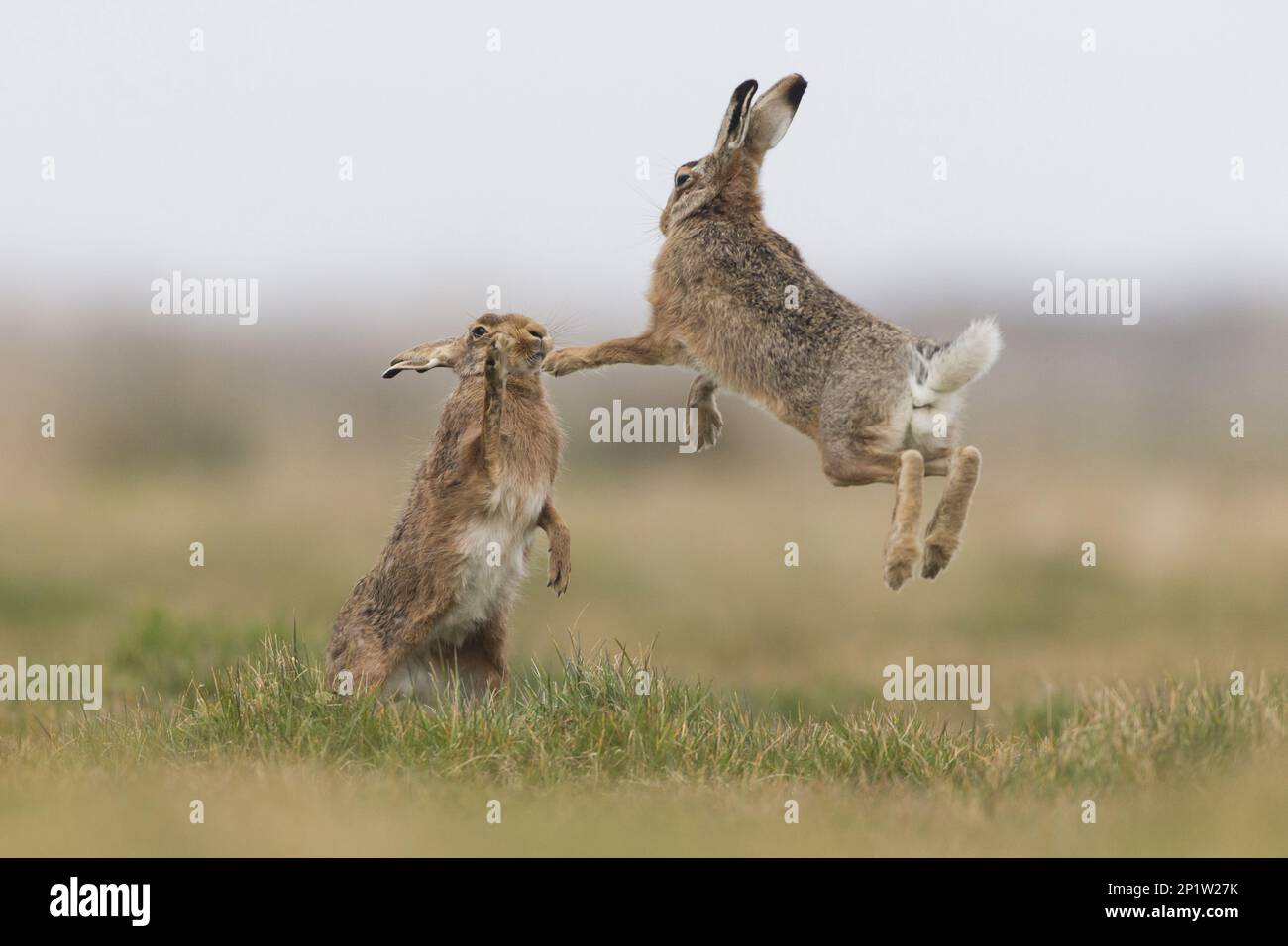 European Hare (Lepus europaeus) adult pair, 'boxing', female fighting ...