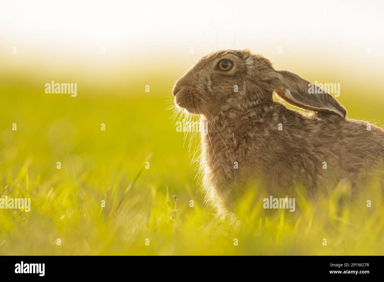 European Hare (Lepus europaeus) adult, sitting in field margin, in ...