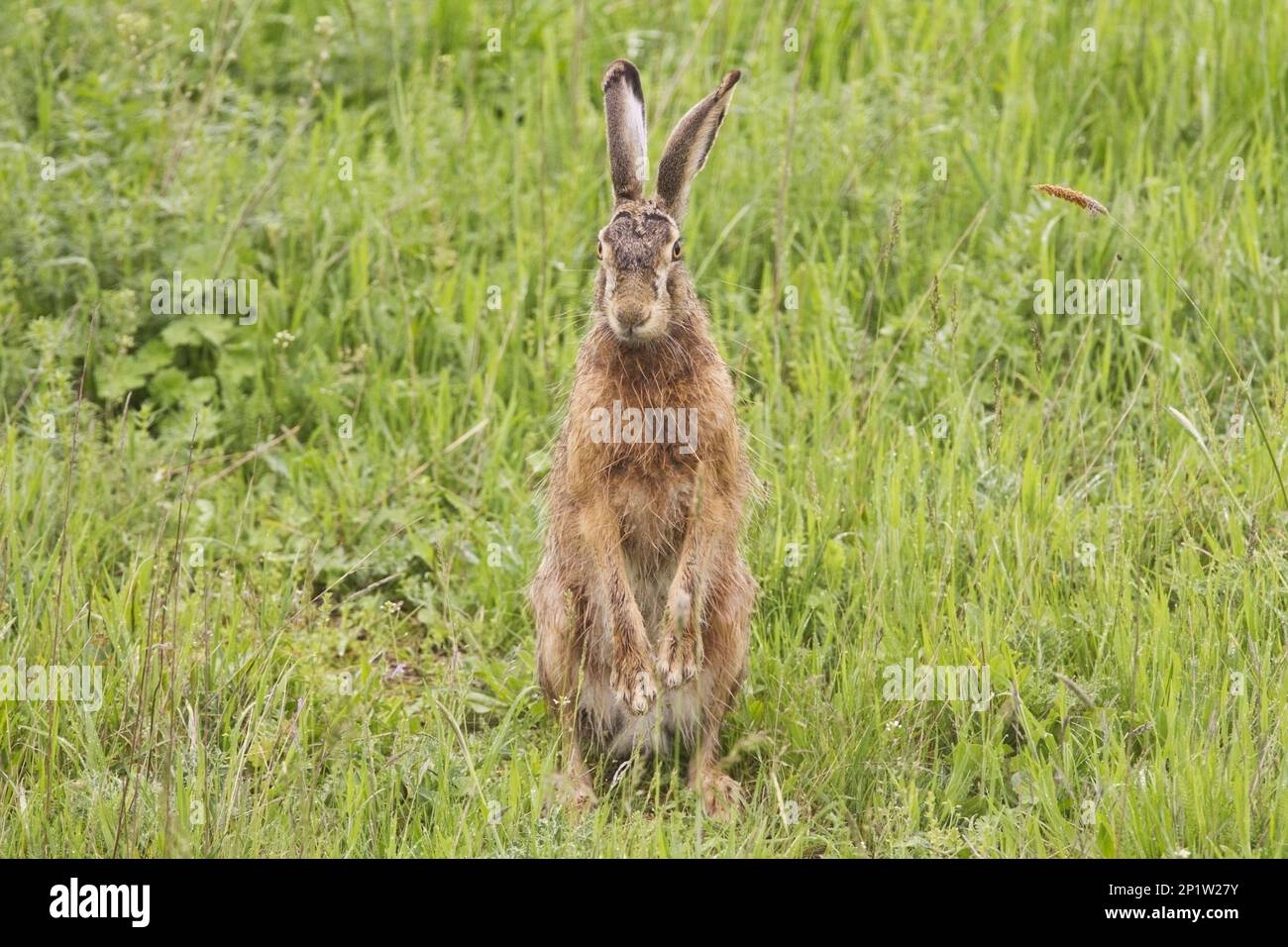 European Hare (Lepus europaeus) adult, standing on hind legs, Hungary ...