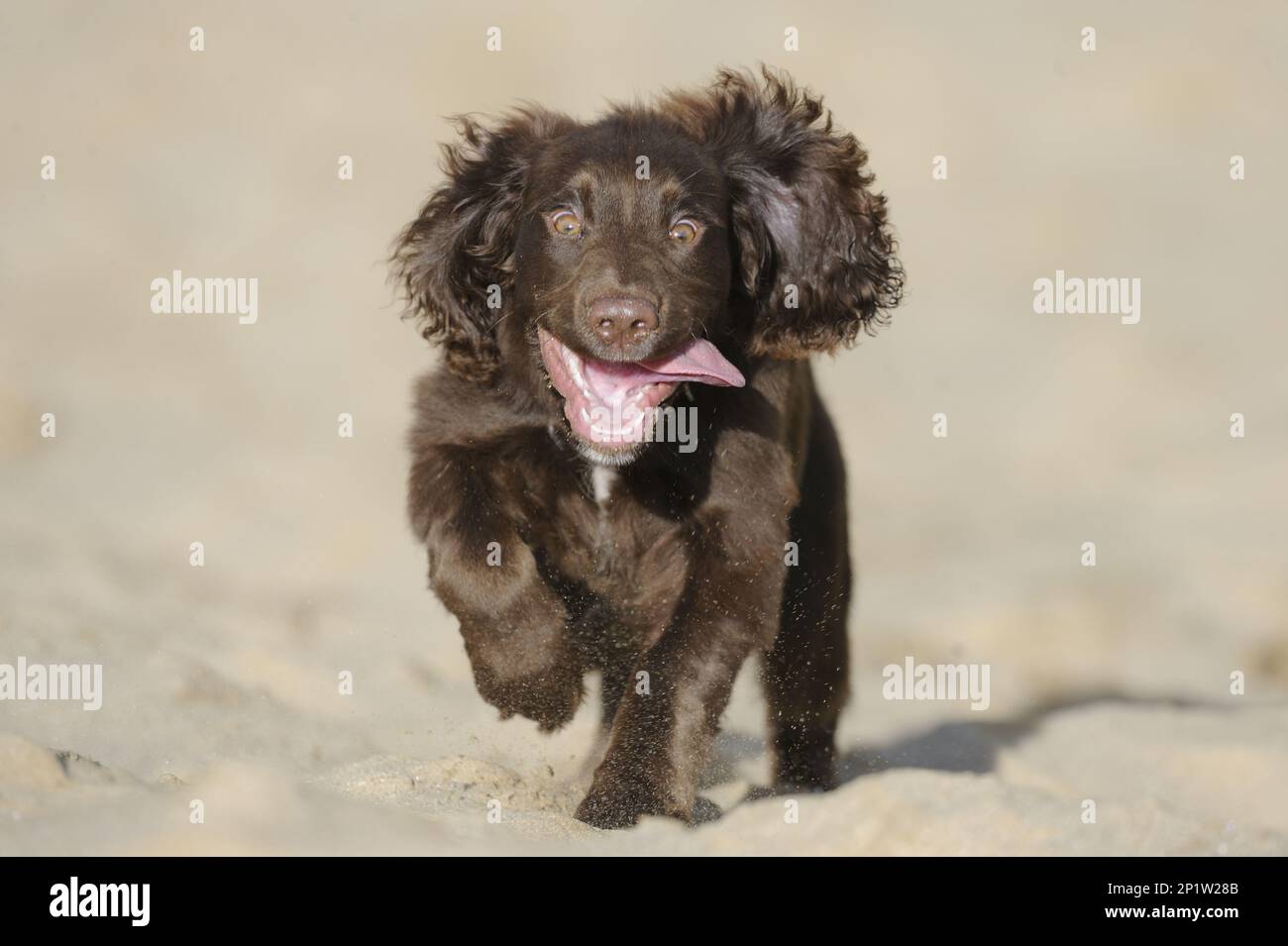 English Cocker Spaniel, English Cocker Spaniel, pedigree dogs ...