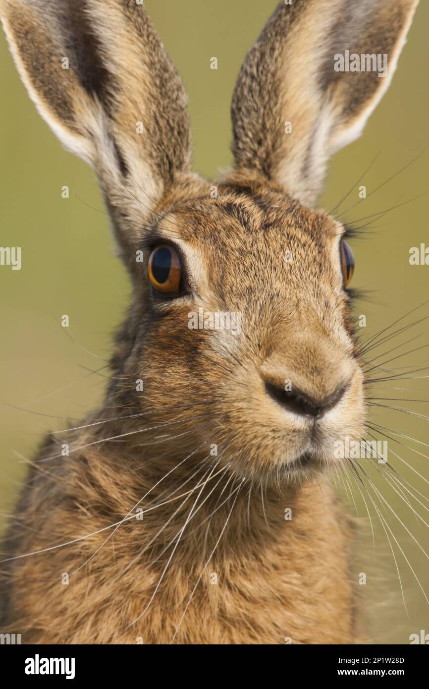 Close up hare hi-res stock photography and images - Alamy