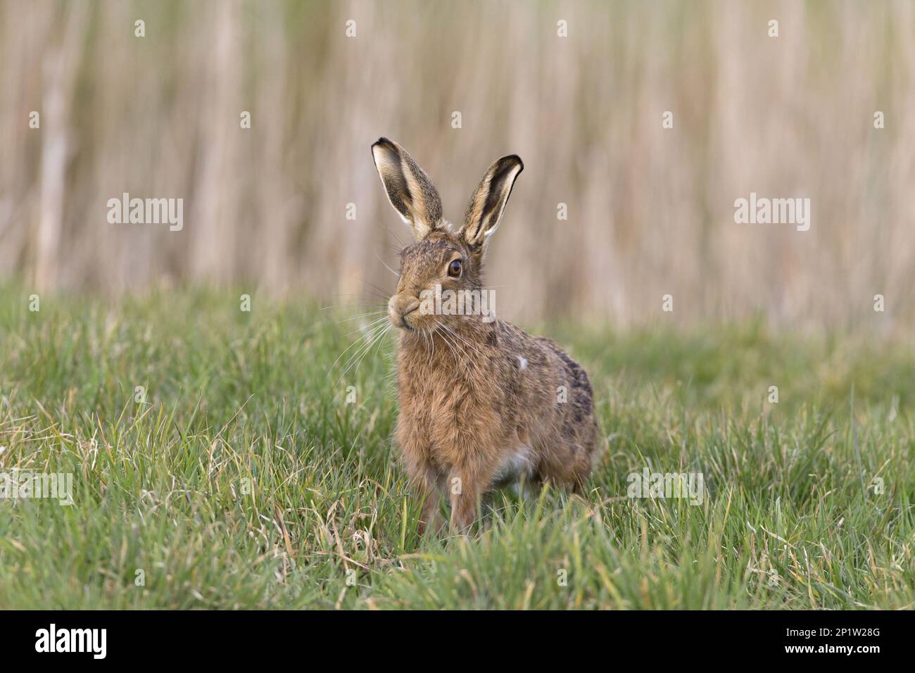 European hare, european hares (Lepus europaeus), hares, rodents ...
