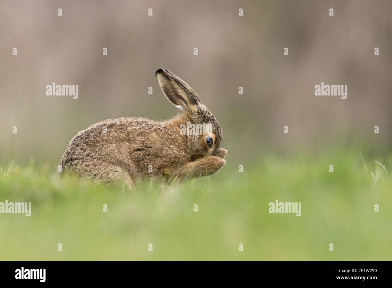 European hare, european hares (Lepus europaeus), hares, rodents ...