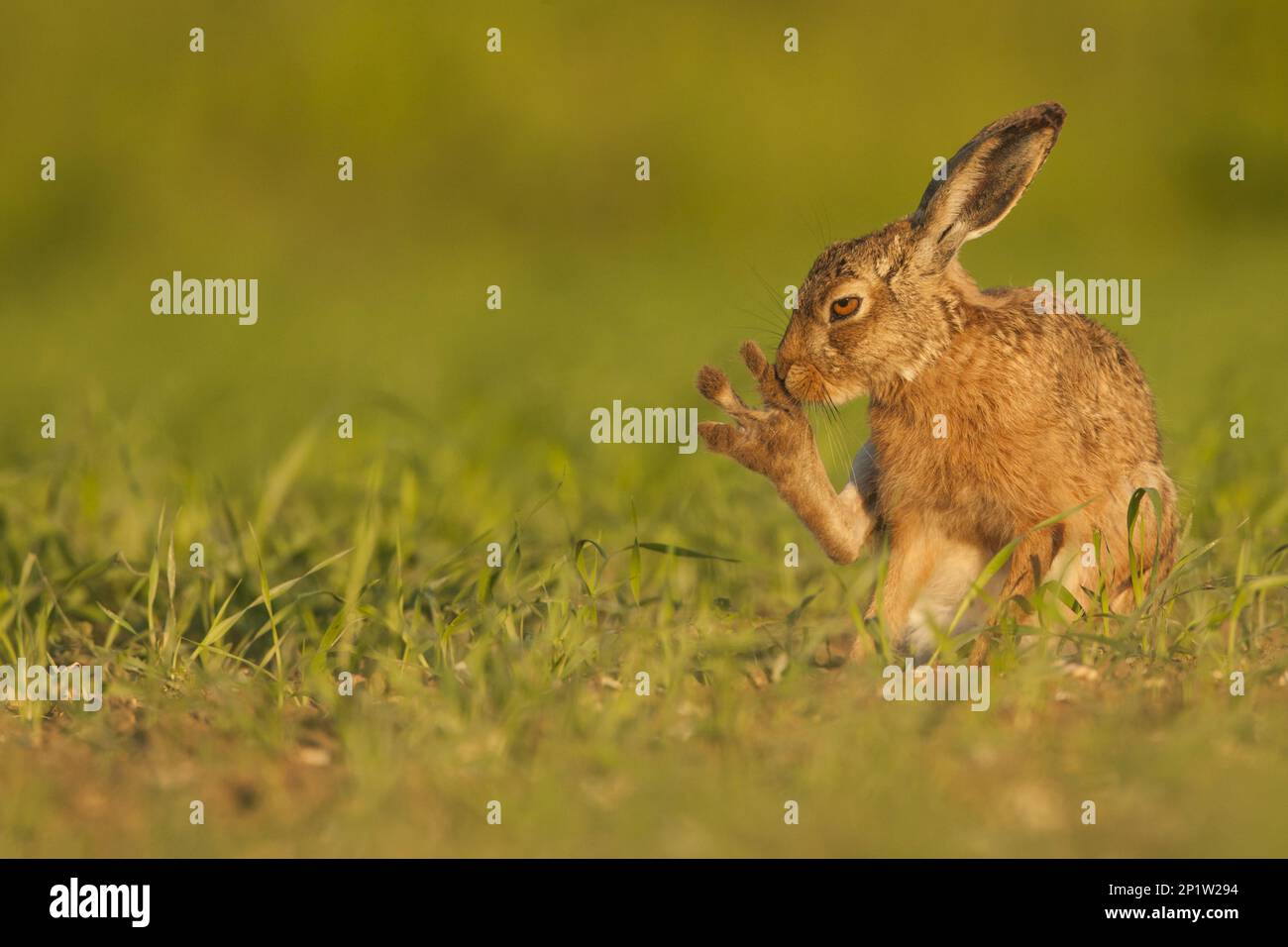 European Hare (Lepus europaeus) adult, grooming back foot, sitting in ...