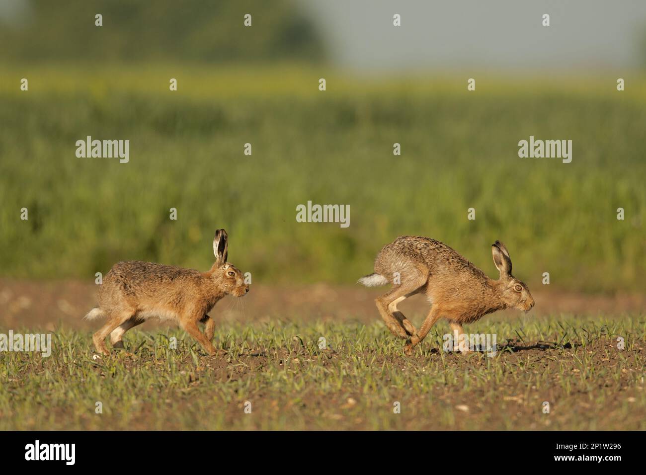 European Hare (Lepus europaeus) adult pair, male chasing female ...