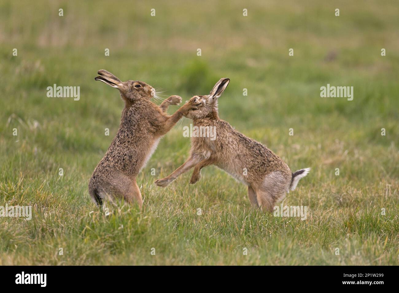 European Hare (Lepus europaeus) adult pair, 'boxing', female fighting ...