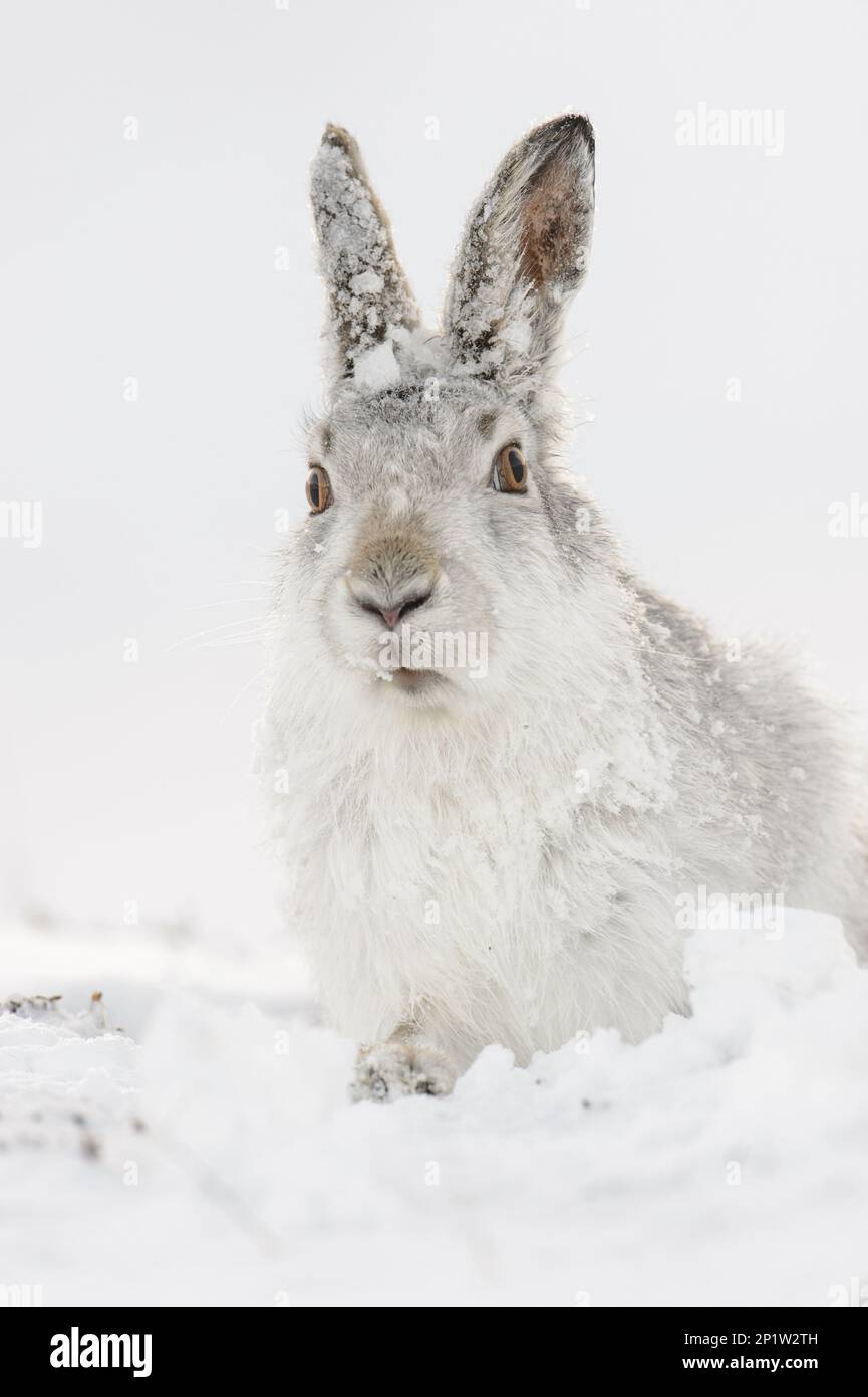 Mountain hare (Lepus timidus) adult, in winter coat, sitting in form on ...