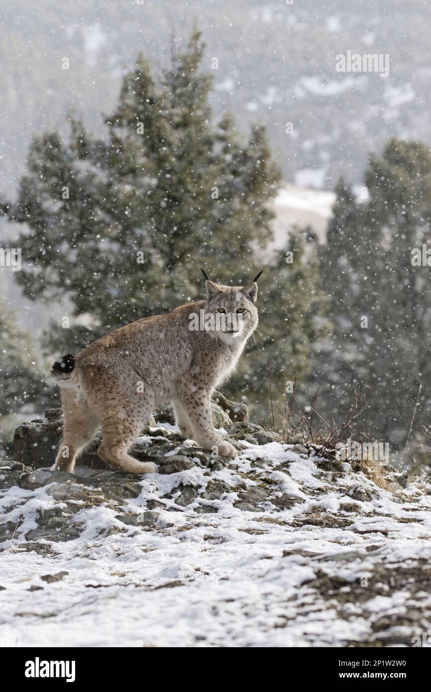 Wrangeli, Siberian lynx, Siberian lynx, eurasian lynxes (Felis lynx ...