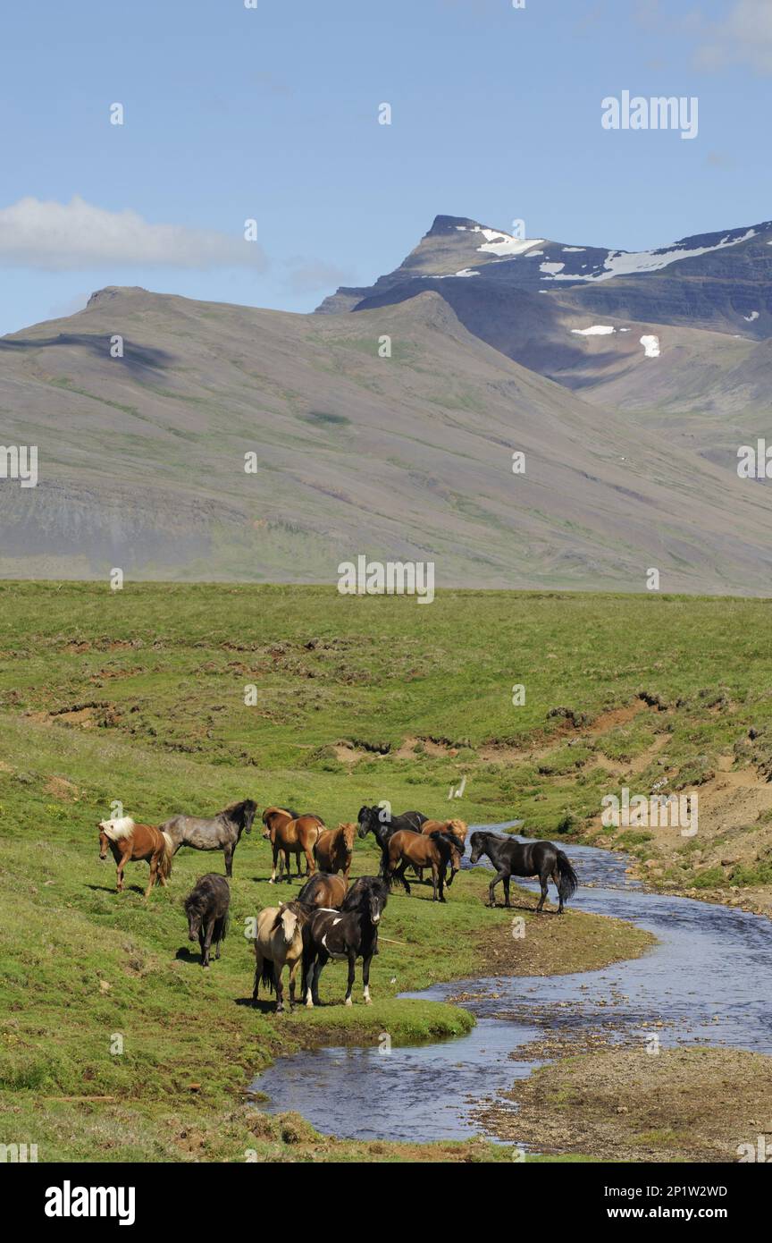 Horse, Icelandic Pony, adults, herd standing beside stream on tundra ...