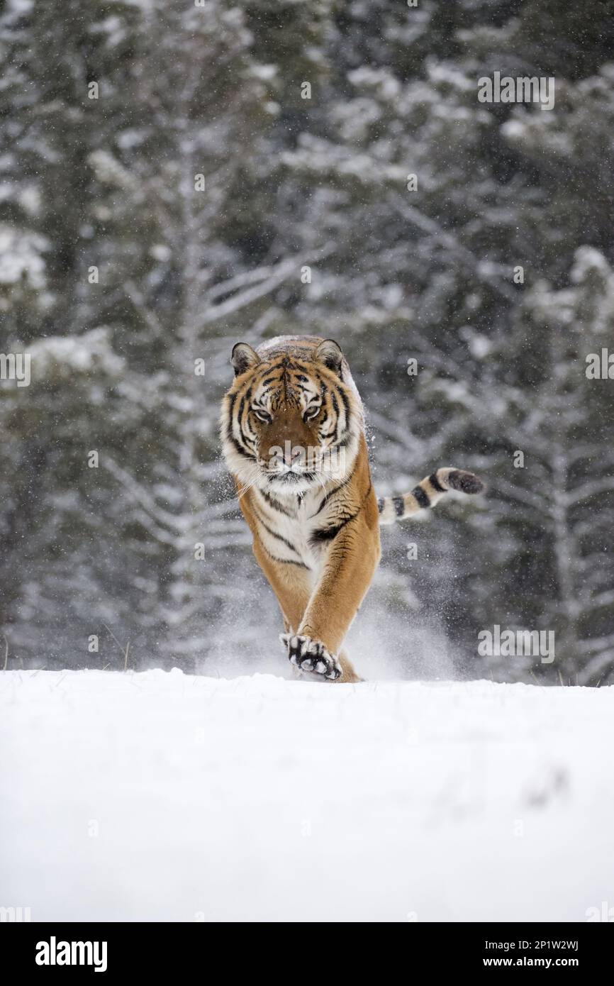 Siberian tiger (Panthera tigris altaica), Siberian tiger, Amur tiger ...