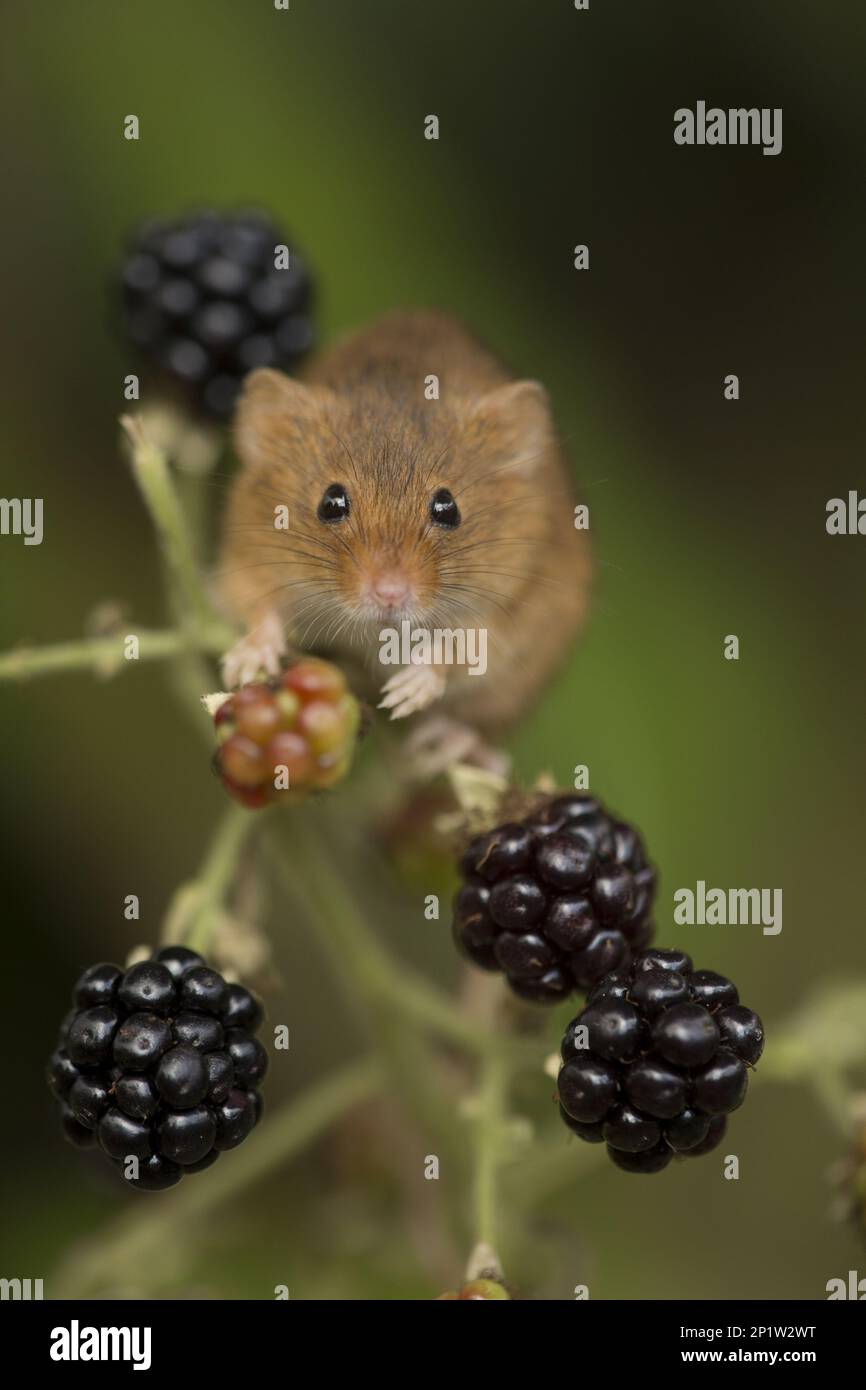 Dwarf Mouse, eurasian harvest mice (Micromys minutus), Mice, Mouse ...