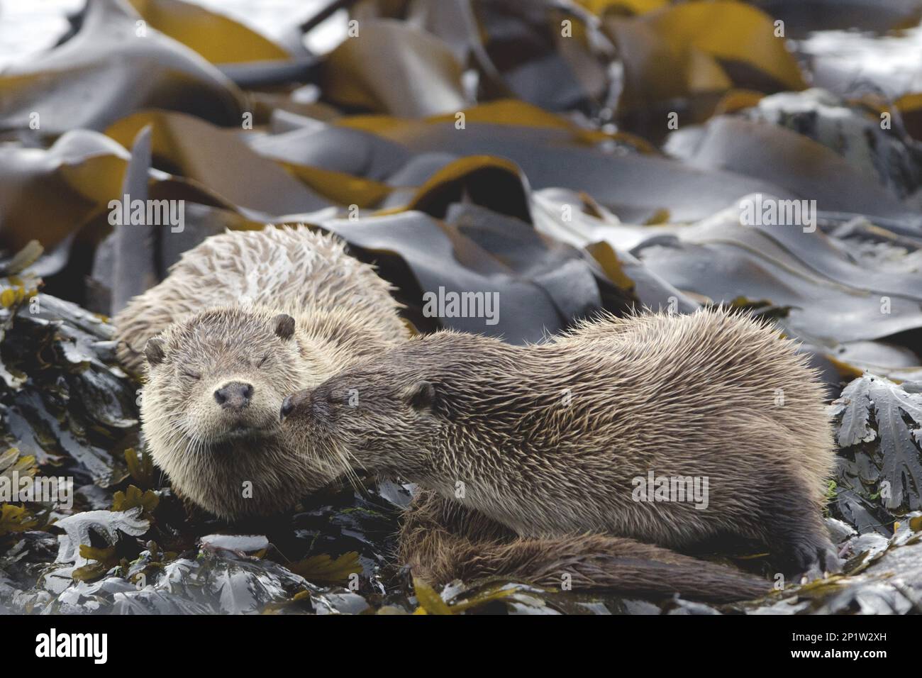 Sea otter cub sleeping hi-res stock photography and images - Alamy