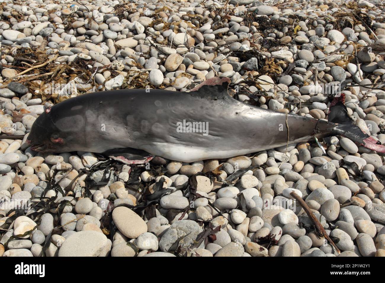 English channel harbour porpoise hi-res stock photography and images ...