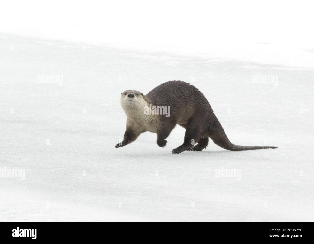 North american otter running hi-res stock photography and images - Alamy