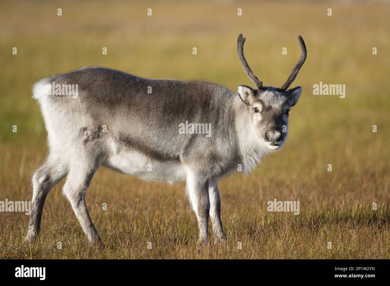 Svalbard Reindeer (Rangifer tarandus platyrhynchus) adult female, with ...