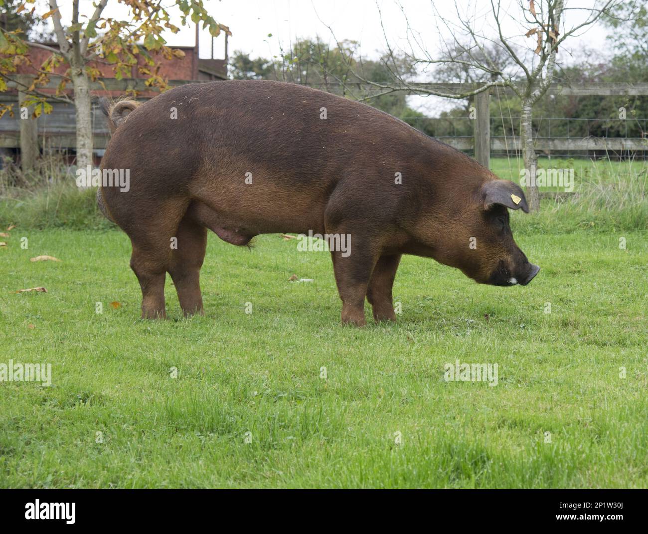 Duroc pig, Duroc pigs, purebred, livestock, pets, cloven-hoofed ...