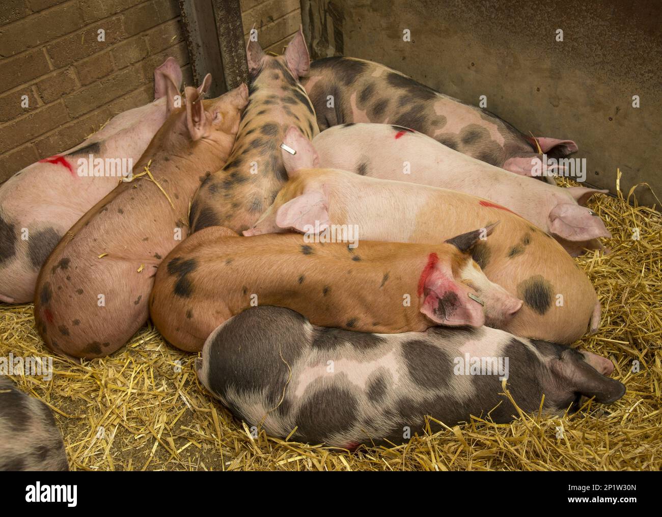 Cross breed pig hi-res stock photography and images - Alamy