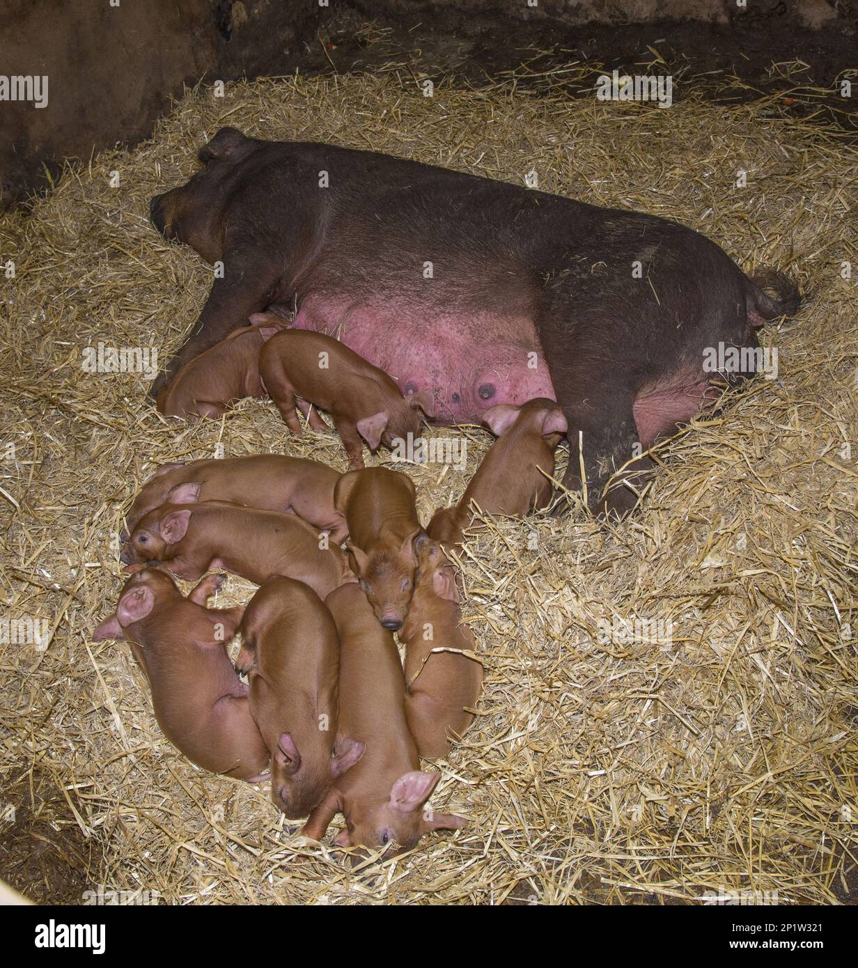 Duroc pig, Duroc pigs, purebred, farm animals, domestic animals (cloven ...