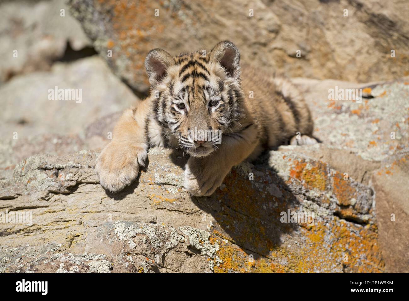 Siberian tiger (Panthera tigris altaica), Siberian tiger, Amur tiger ...