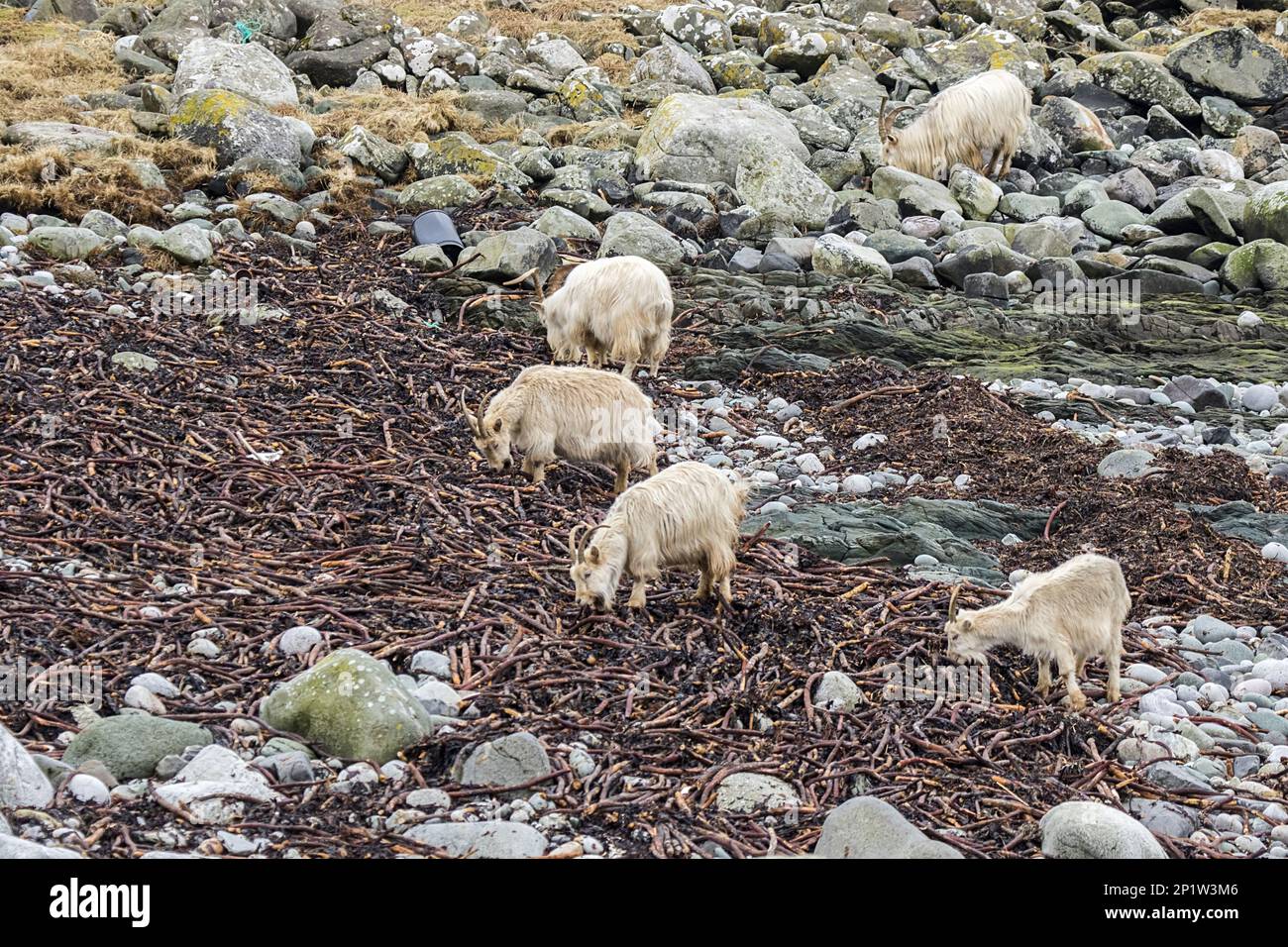 Wild white goats feeding on seaweed on the stony beach Isle of Jura ...