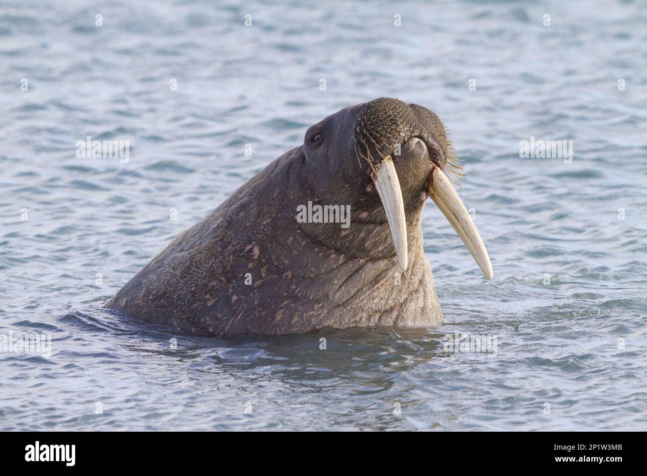 Atlantic Walrus (Odobenus rosmarus rosmarus) adult, swimming at sea ...