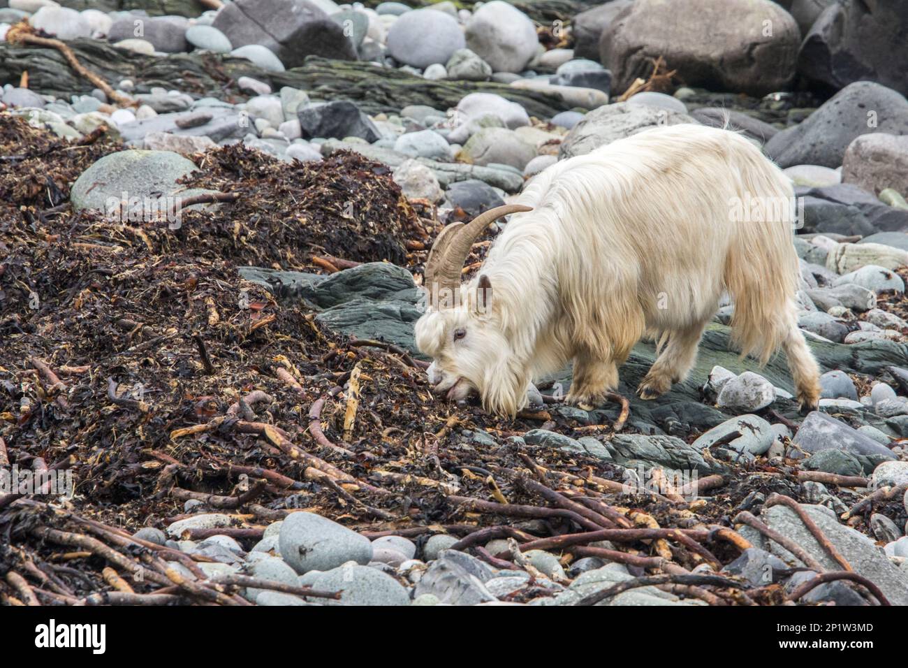 Wild white goat feeding on seaweed on stone beach Isle of Jura ...