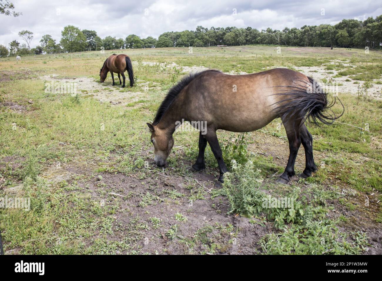 Welsh Mountain Ponies, Welsh Pony Section A, Welsh Ponies Section A ...