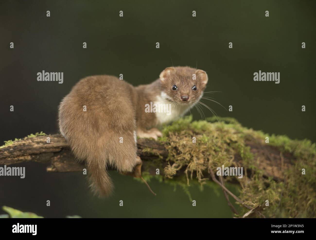 British weasel hi-res stock photography and images - Alamy