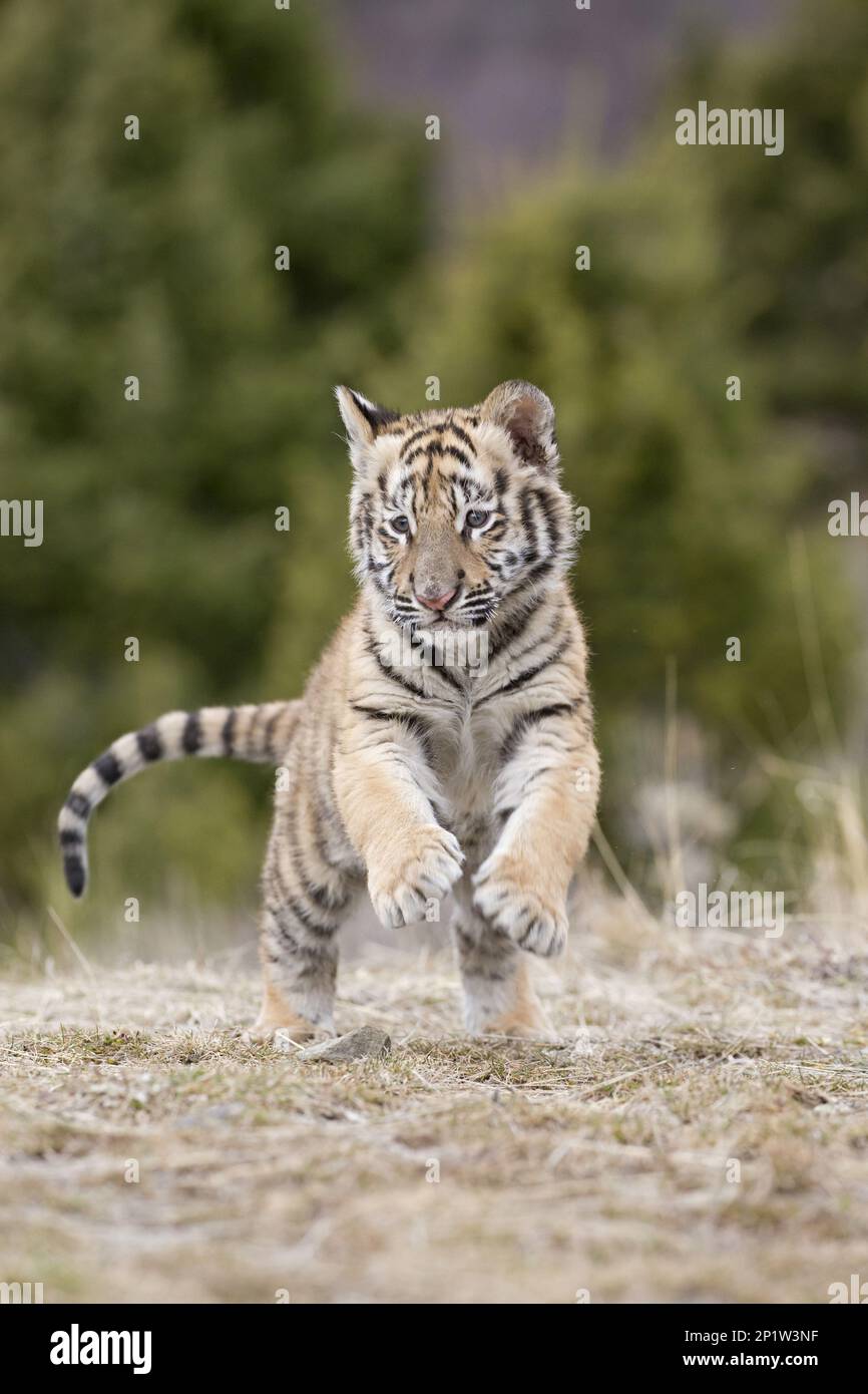 Siberian tiger (Panthera tigris altaica), Siberian tiger, Amur tiger ...