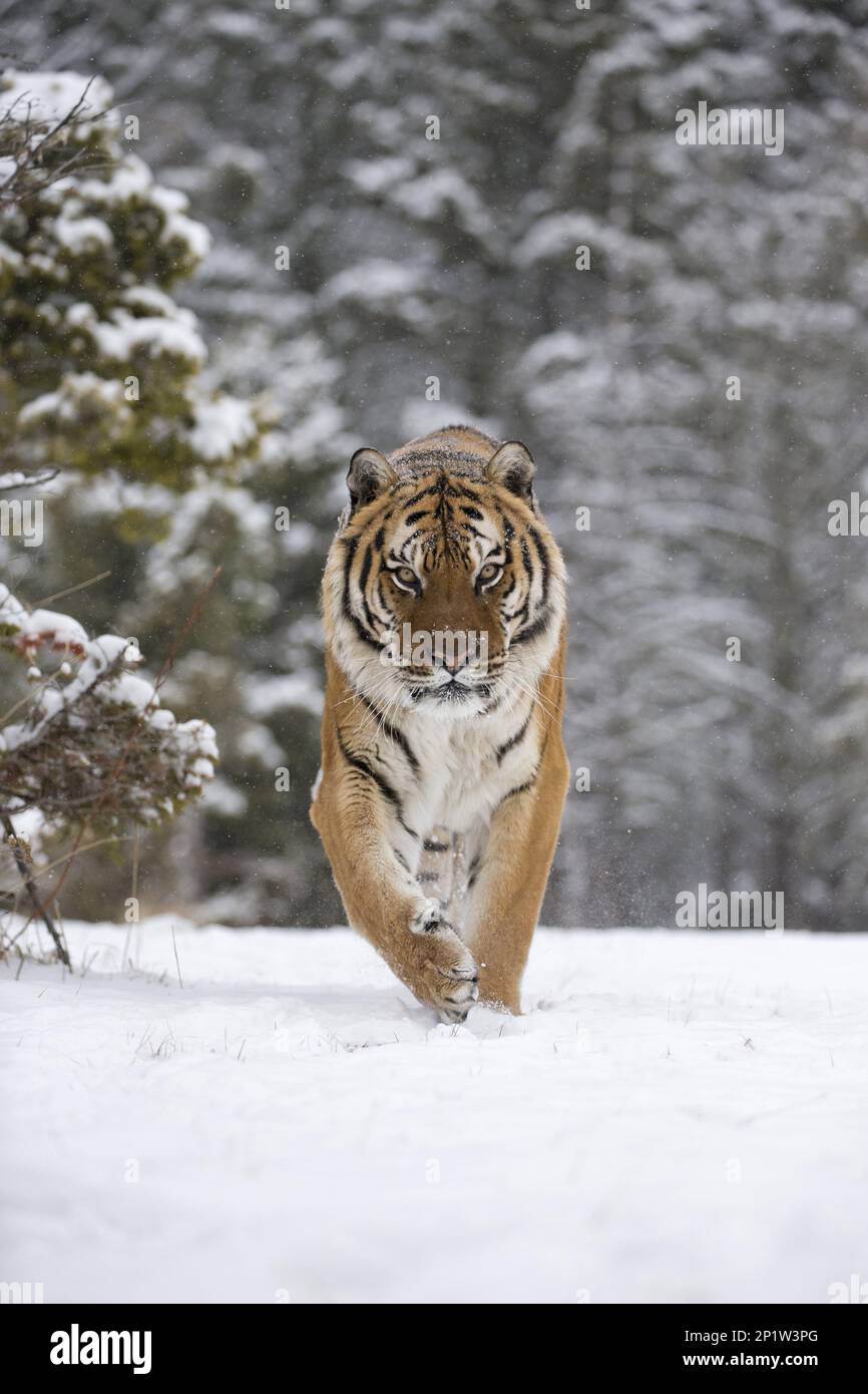 Siberian tiger, Siberian tigers (Panthera tigris altaica), Amur tigers ...