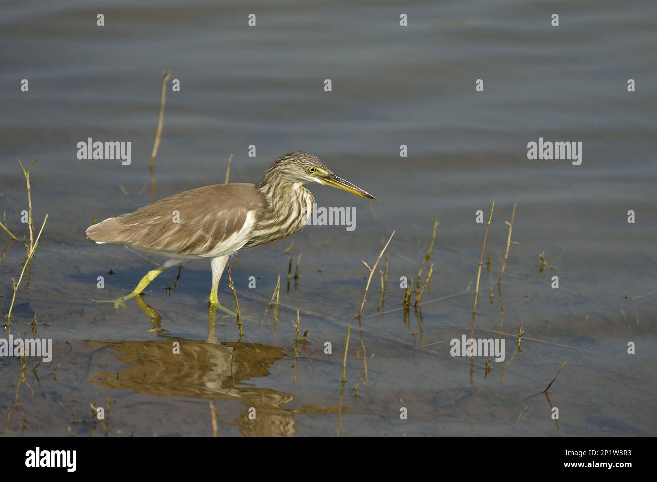 Indian Pond-heron (Ardeola grayii) adult, non-breeding plumage, walking ...