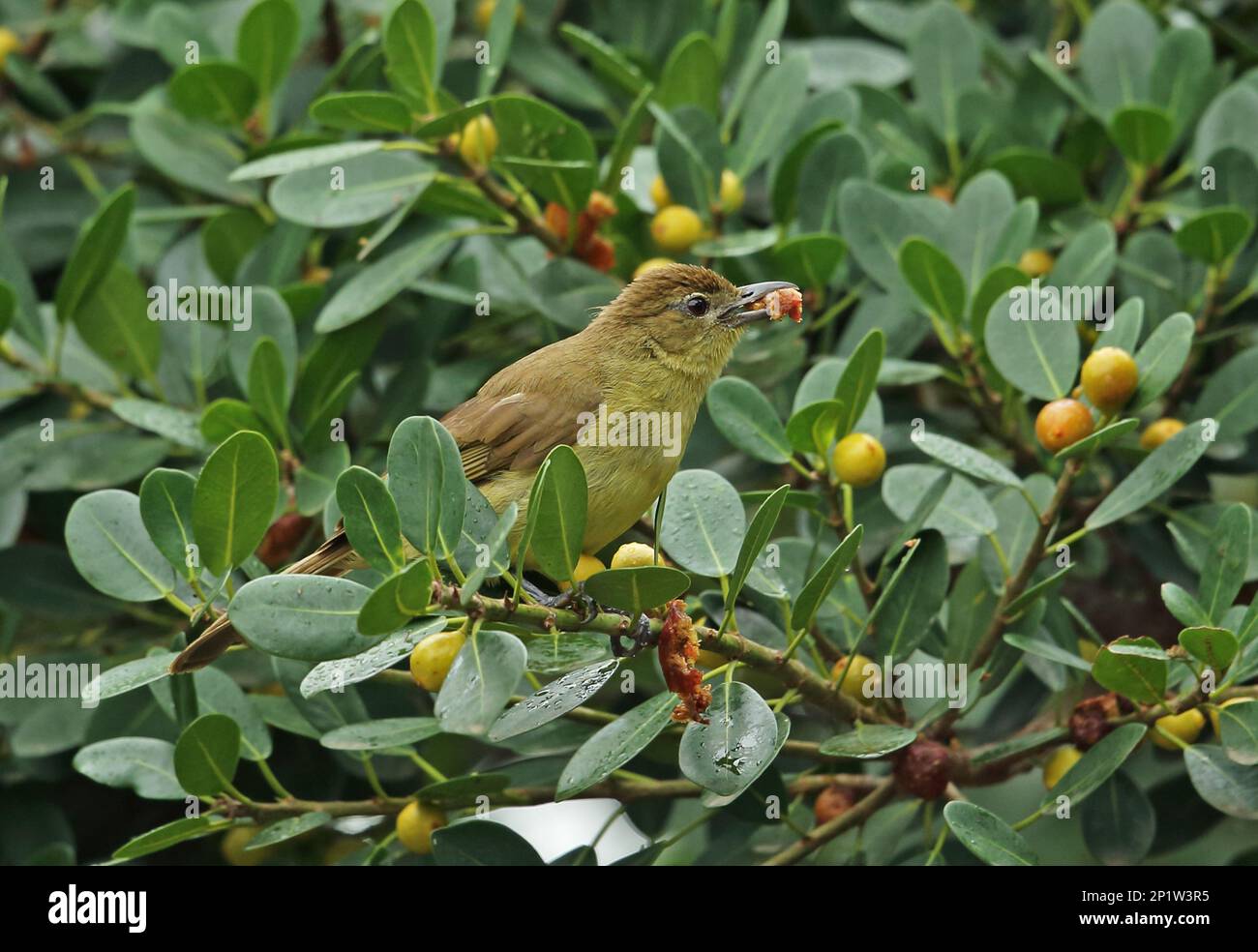 Yellow-bellied Greenbul (Chlorocichla flaviventris flaviventris) adult, feeding in fruiting tree ...