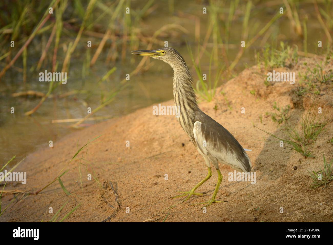 Indian Pond-heron (Ardeola grayii) adult, non-breeding plumage ...