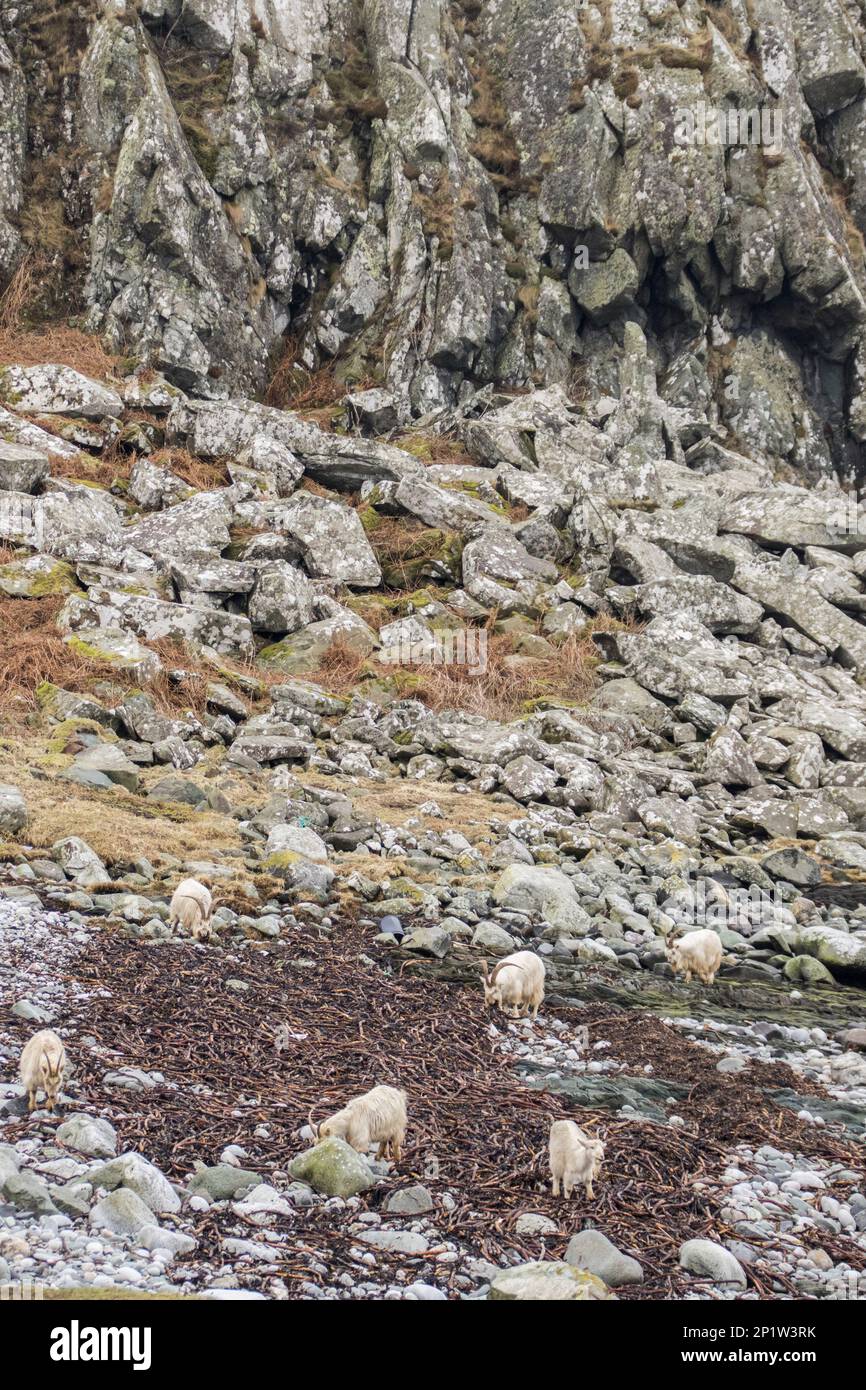 Wild white goats feeding on seaweed on the stony beach Isle of Jura ...