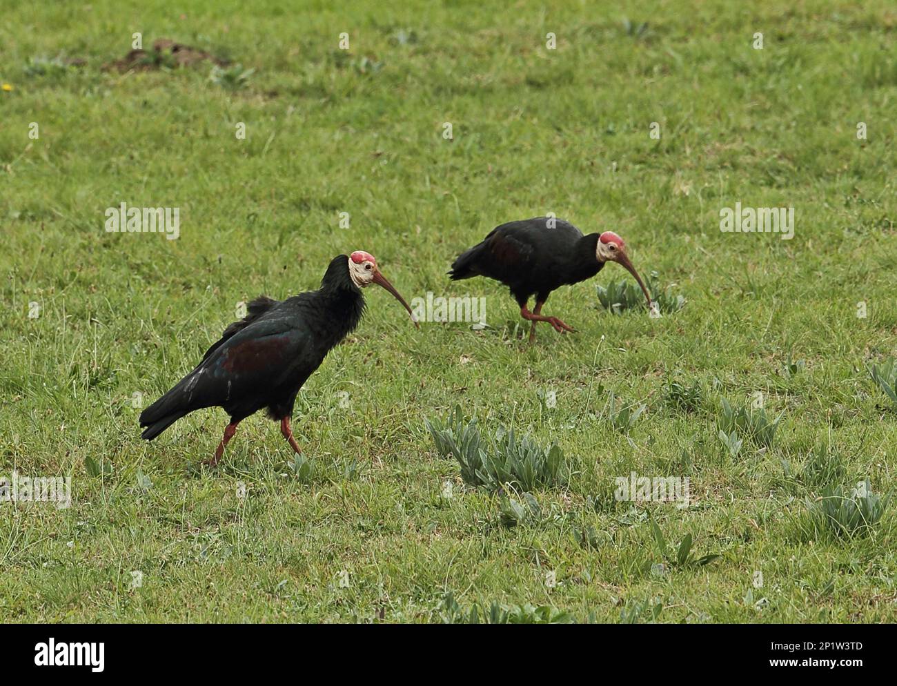 Southern Bald Ibis (Geronticus calvus) two adults, foraging on mountain ...