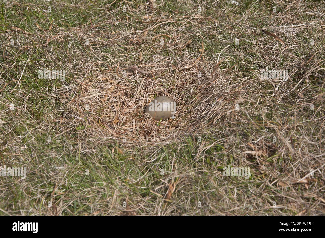 Great Skua (Stercorarius skua) egg in nest, Hermaness National Nature ...