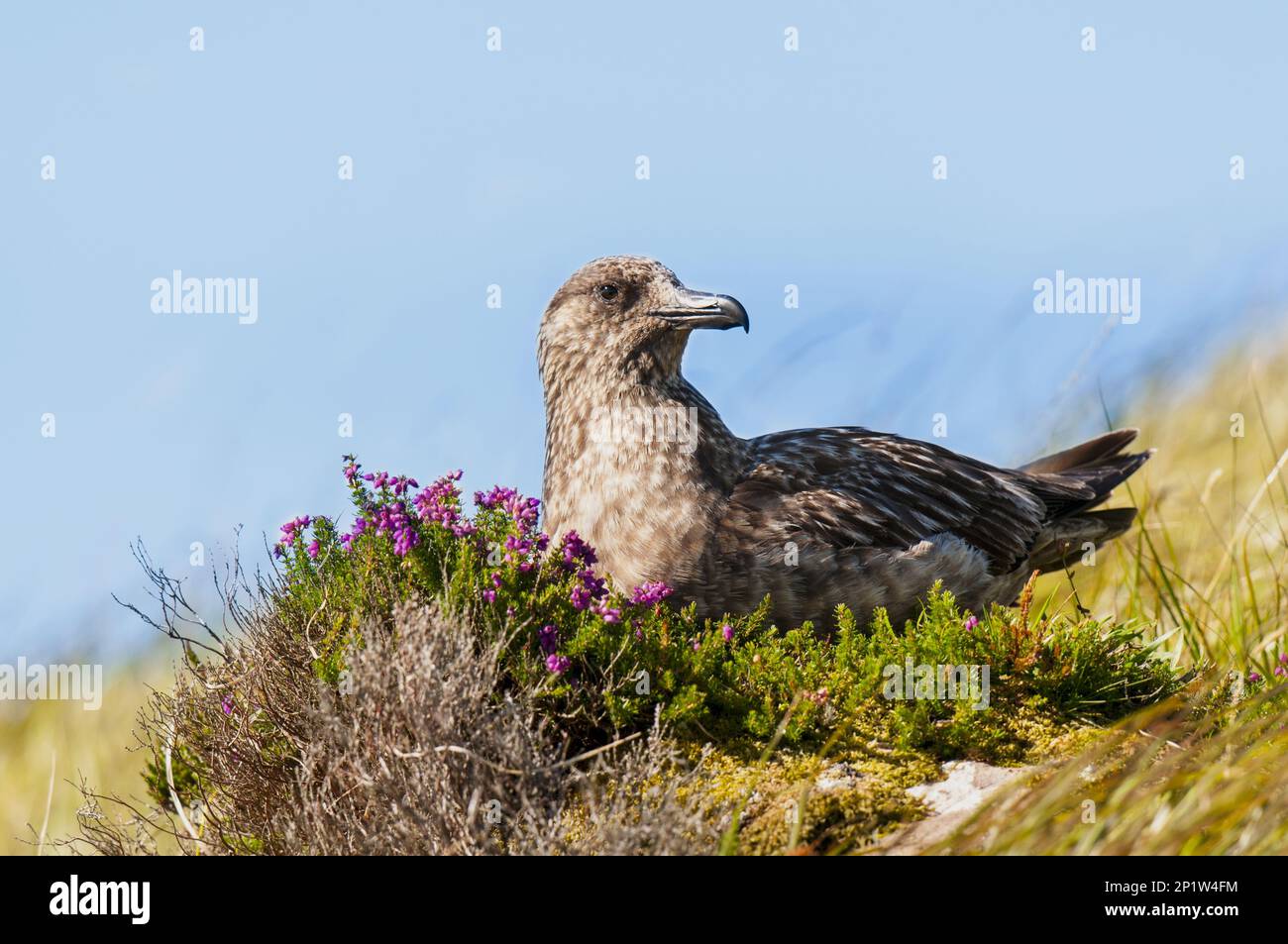 Great Skua, great skuas (Stercorarius skua) Skua, Skuas, Gulls, Animals ...
