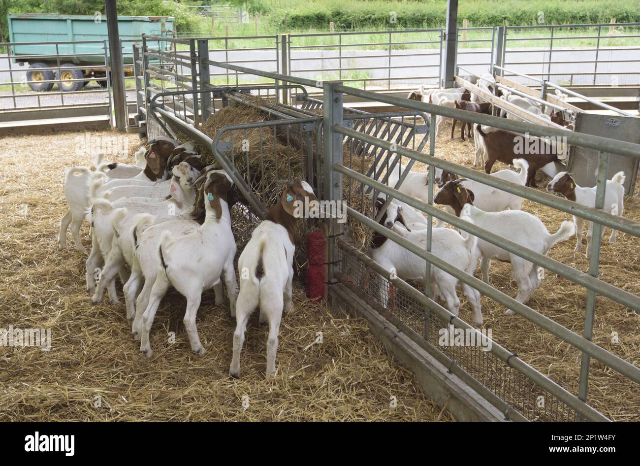 Boer goats, purebred, livestock, pets, cloven-hoofed, animals, mammals ...